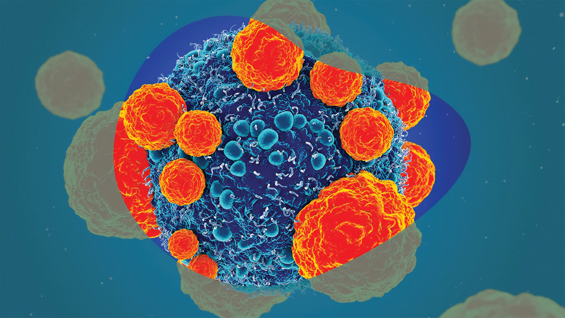 Overcoming the challenges of 3D immune cell-killing assays. | Revvity